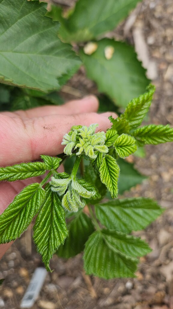 What's wrong with one of my blackberry canes? - General Fruit Growing ...