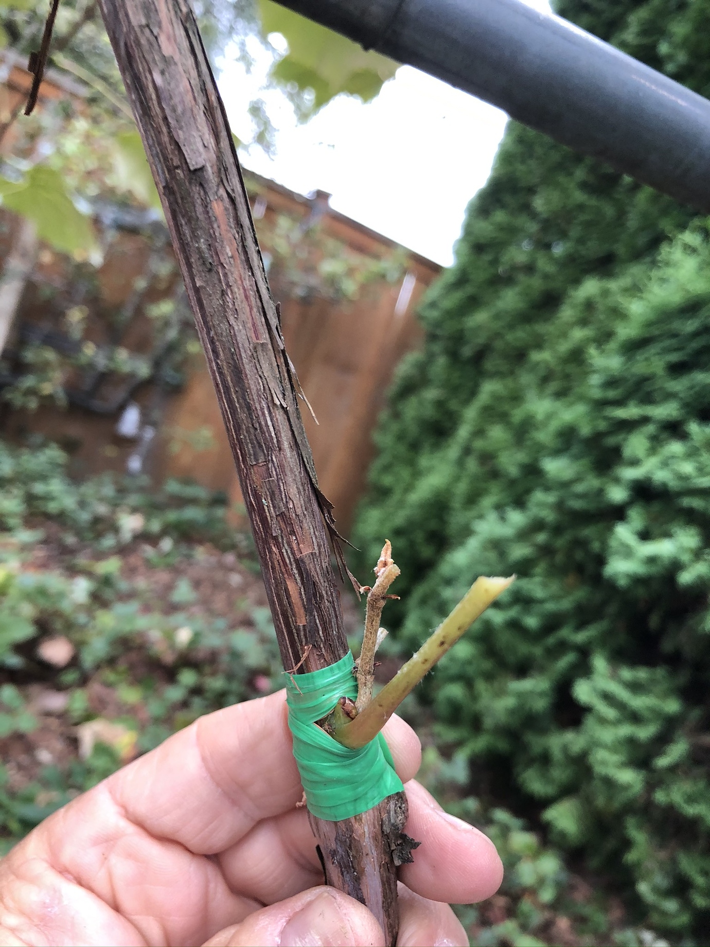 Grapevine Grafting a Test Process - General Fruit Growing - Growing Fruit