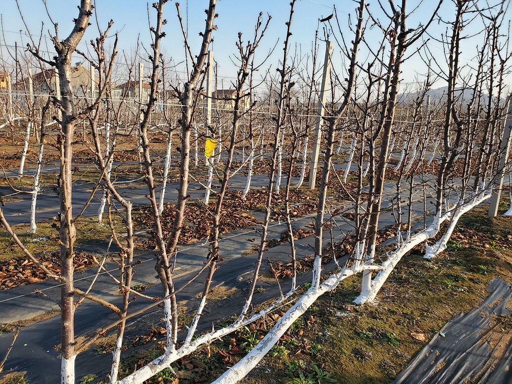 UFO Cherry Training System in China - General Fruit Growing - Growing Fruit