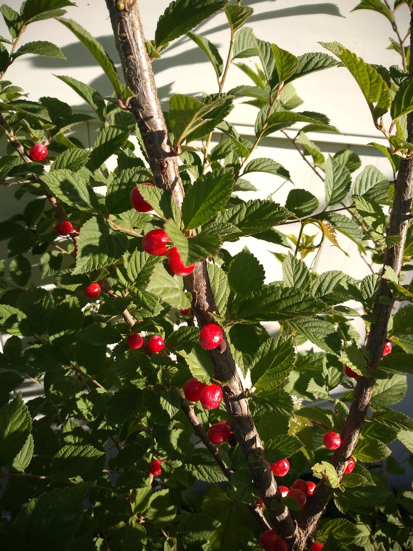 Nanking cherries - Page 7 - General Fruit Growing - Growing Fruit