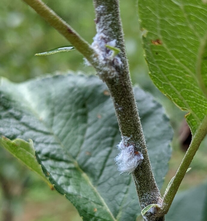 Wooly Apple Aphid - Page 3 - General Fruit Growing - Growing Fruit
