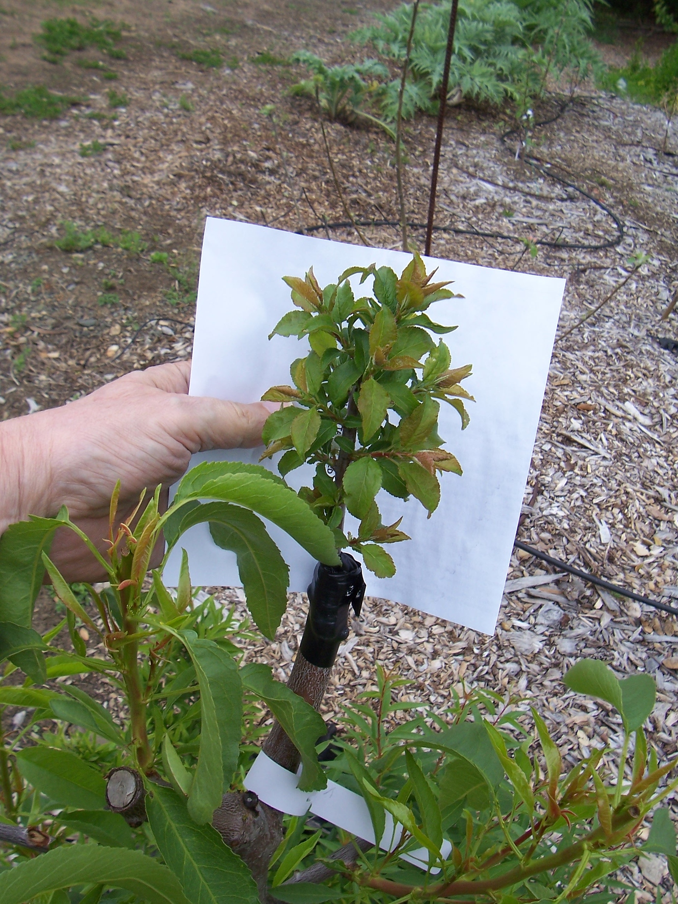 Adara (Puente) Plum - Fruit tree, rootstock & interstem - General Fruit ...