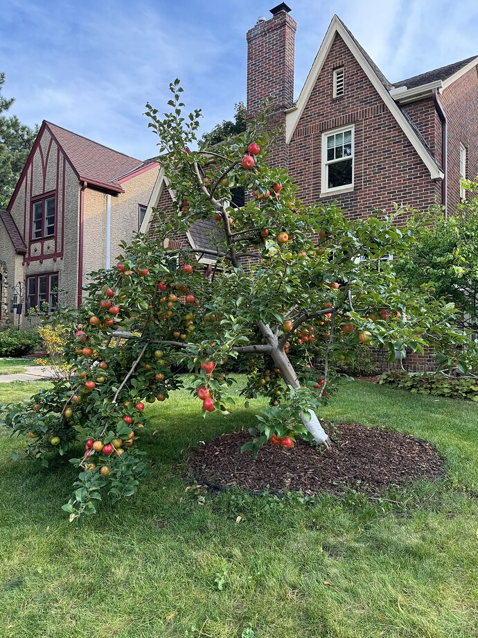 Free standing dwarf rootstocks? - General Fruit Growing - Growing Fruit