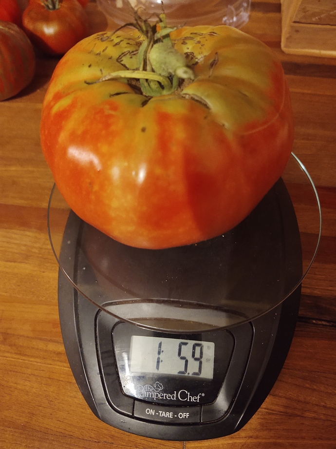 Biggest Tomato Contest 2020 - General Gardening - Growing Fruit