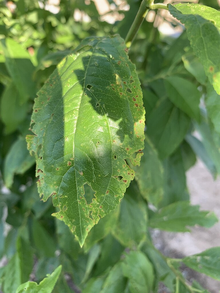 Rust on plum tree I think? Anything I can do about it in June ...