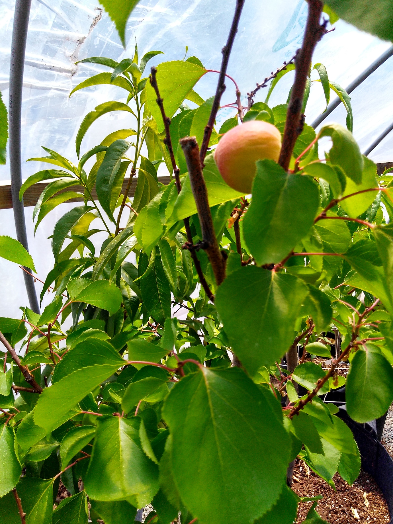 Cot-N-Candy Aprium in Vista CA - Page 3 - General Fruit Growing ...