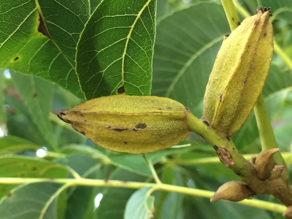 Advice Needed for Spraying Pecans - General Fruit Growing - Growing Fruit