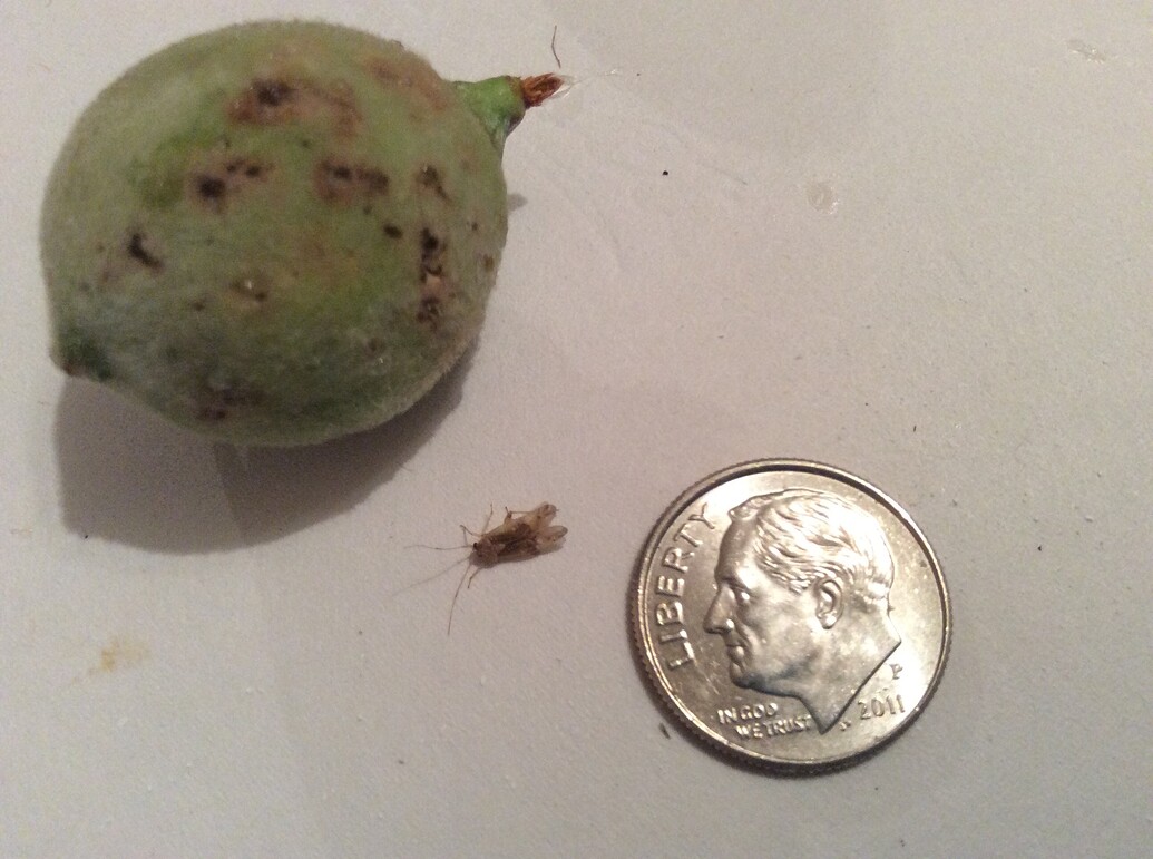 What caused these damages on peaches? This Bug? - General Fruit Growing ...