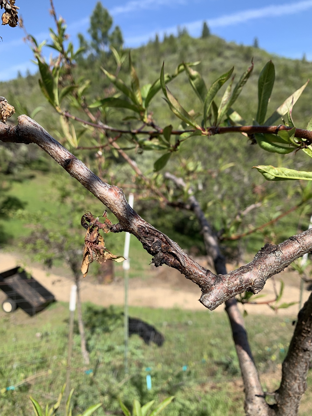 Canker on Peach Trunks - General Fruit Growing - Growing Fruit