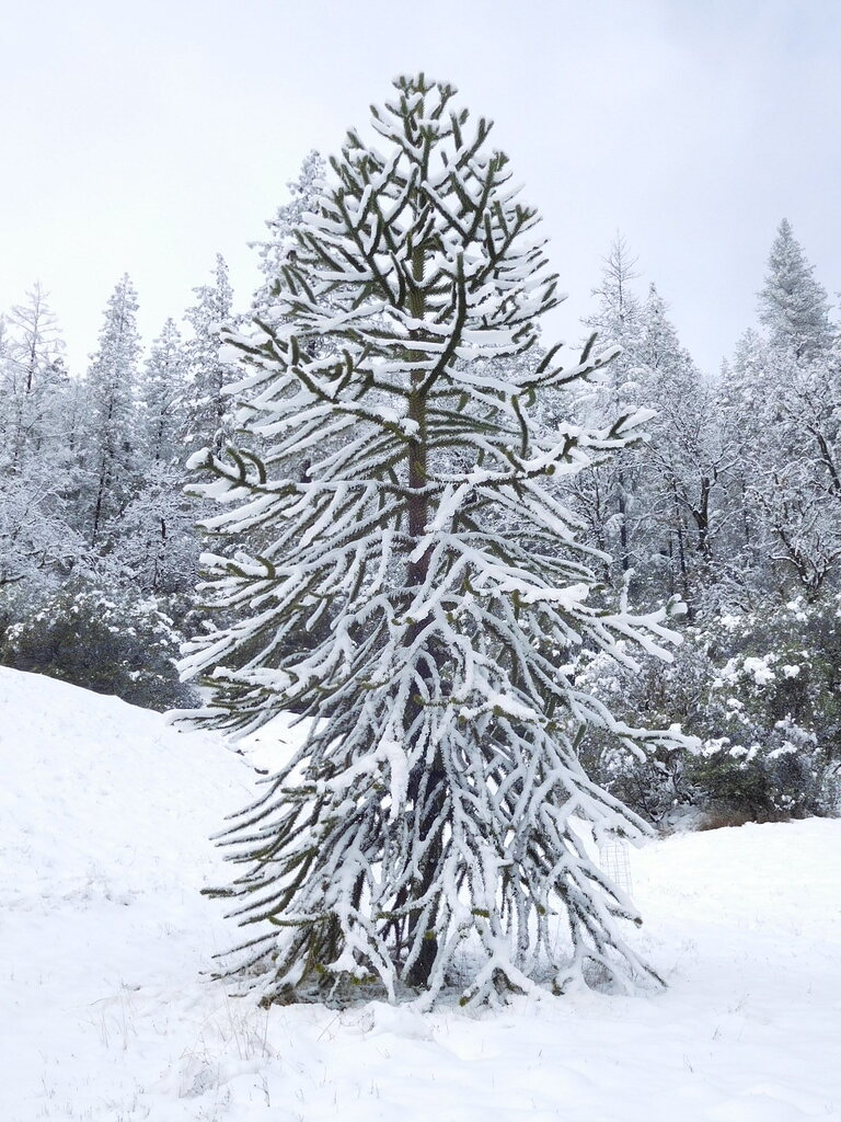 Pinyon Pines and Araucaria - General Fruit Growing - Growing Fruit