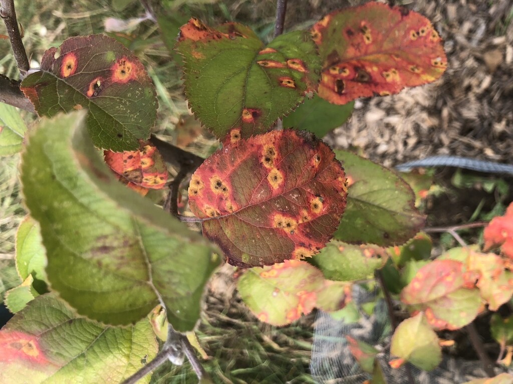Rust or stress? - General Fruit Growing - Growing Fruit