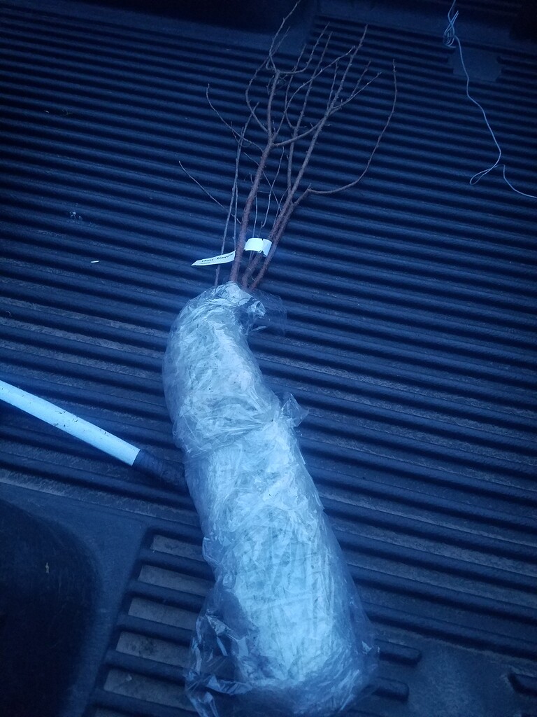 Romeo cherry - General Fruit Growing - Growing Fruit