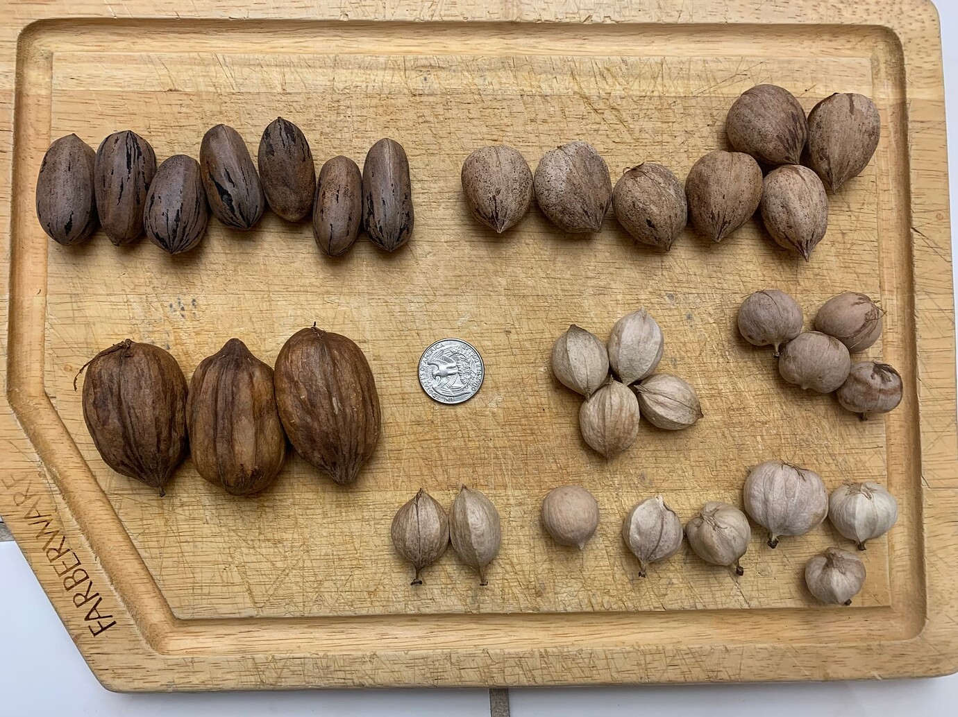Nut identification - General Fruit Growing - Growing Fruit
