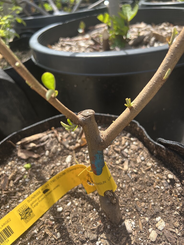 Grafted goumi? - General Fruit Growing - Growing Fruit