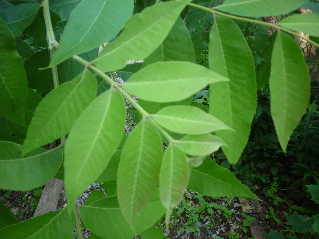 Nut tree identification - General Fruit Growing - Growing Fruit