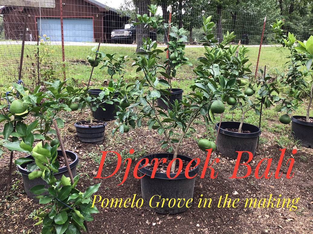 Shiranui/Dekopon aka Sumo Mandarin - General Fruit Growing - Growing Fruit