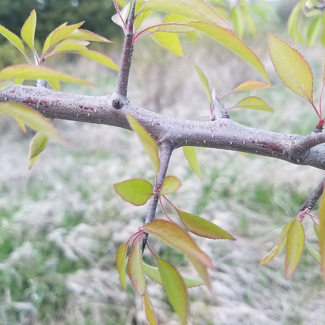 Does Sunrise pear have thorny buds almost like a callery? - General ...