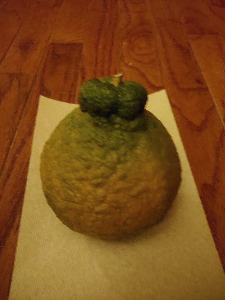 Dekopon - General Fruit Growing - Growing Fruit