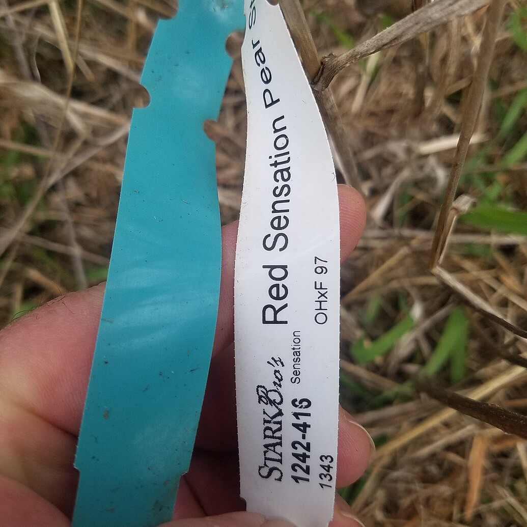 Red Sensation pear - General Fruit Growing - Growing Fruit