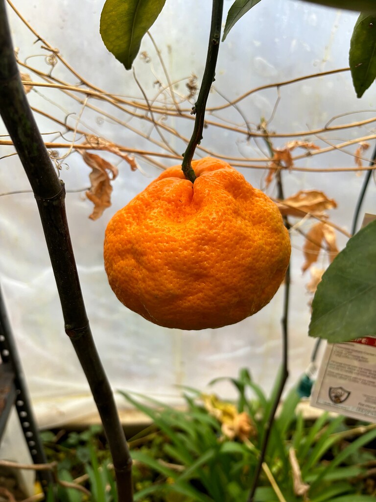 China S-6 Satsuma mandarin - Pictures! - Growing Fruit