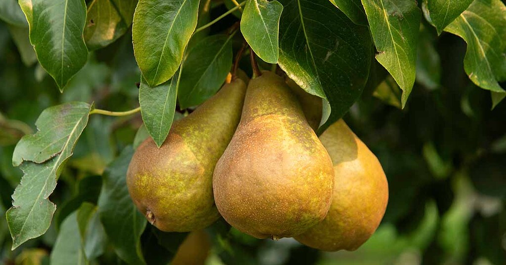 Cold hardy pears revisited in 2025 for zone 1 , 2, 3, 4 - General Fruit ...