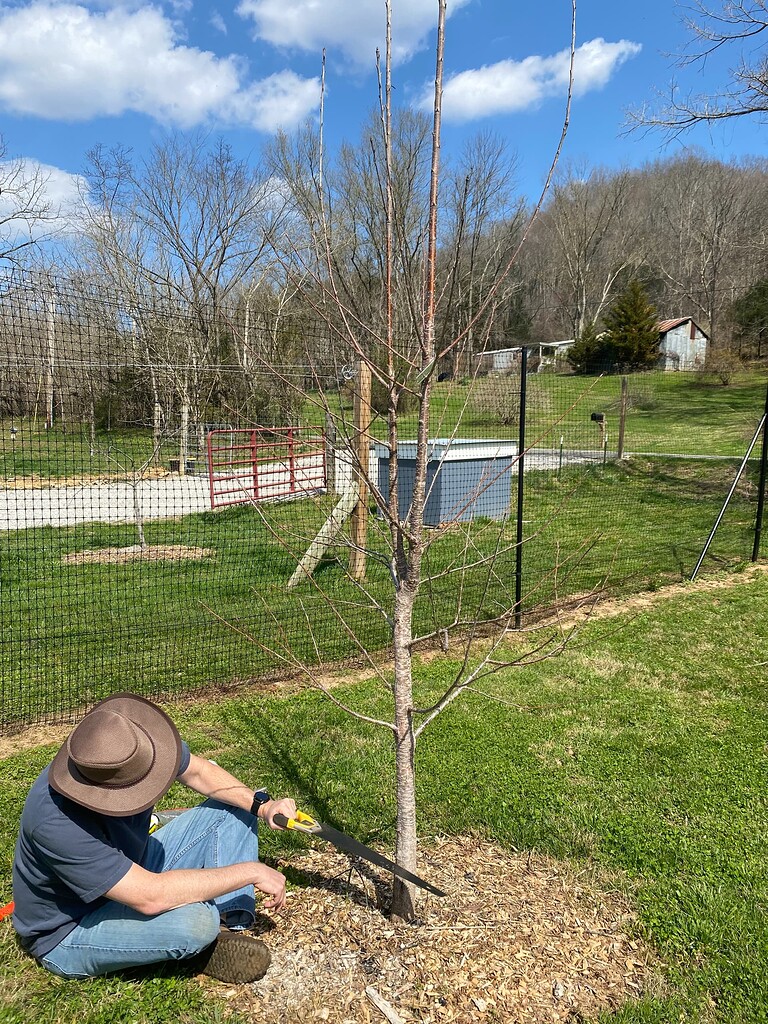First time bark grafting - General Fruit Growing - Growing Fruit