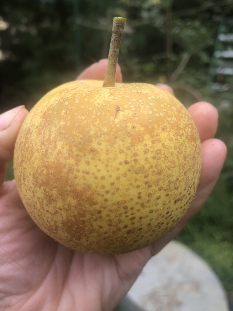 Is this 20th Century Pear? - General Fruit Growing - Growing Fruit