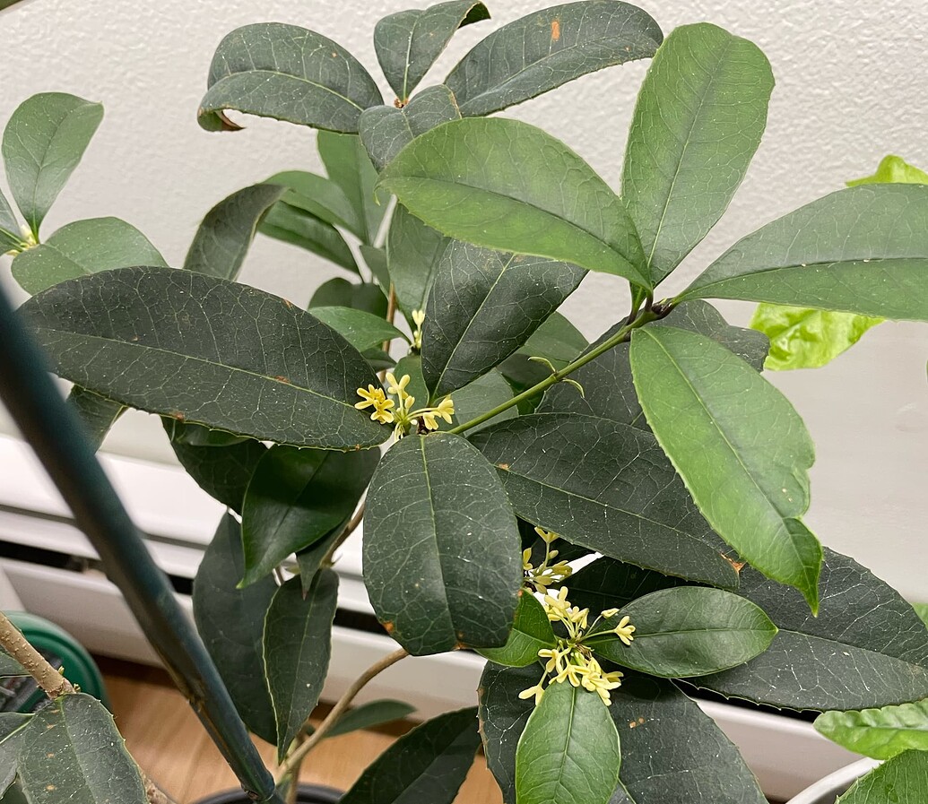 Fragrant indoor plants - General Gardening - Growing Fruit