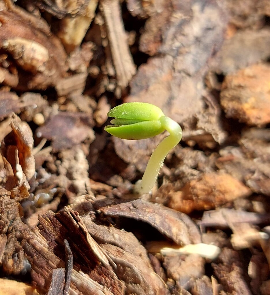 Goumi seed germinating naturally in TN - General Fruit Growing ...