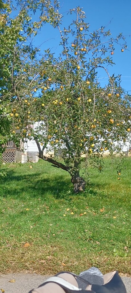 Apple rootstock help - General Fruit Growing - Growing Fruit