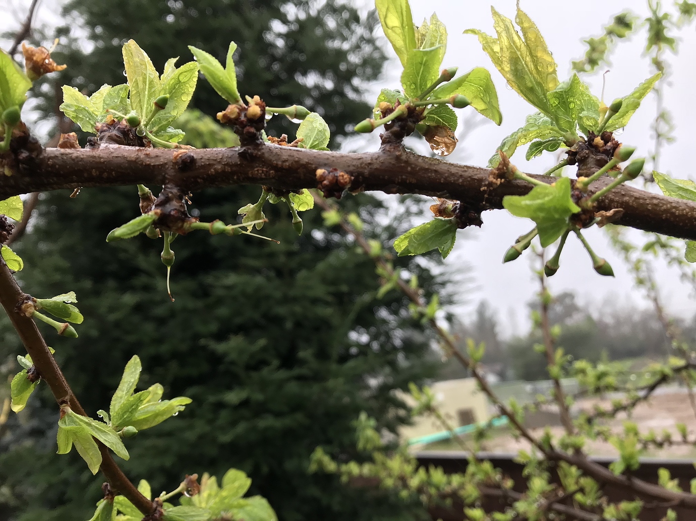 Flavor Grenade Pluot no blooms? Rest bloomed like crazy! - General ...