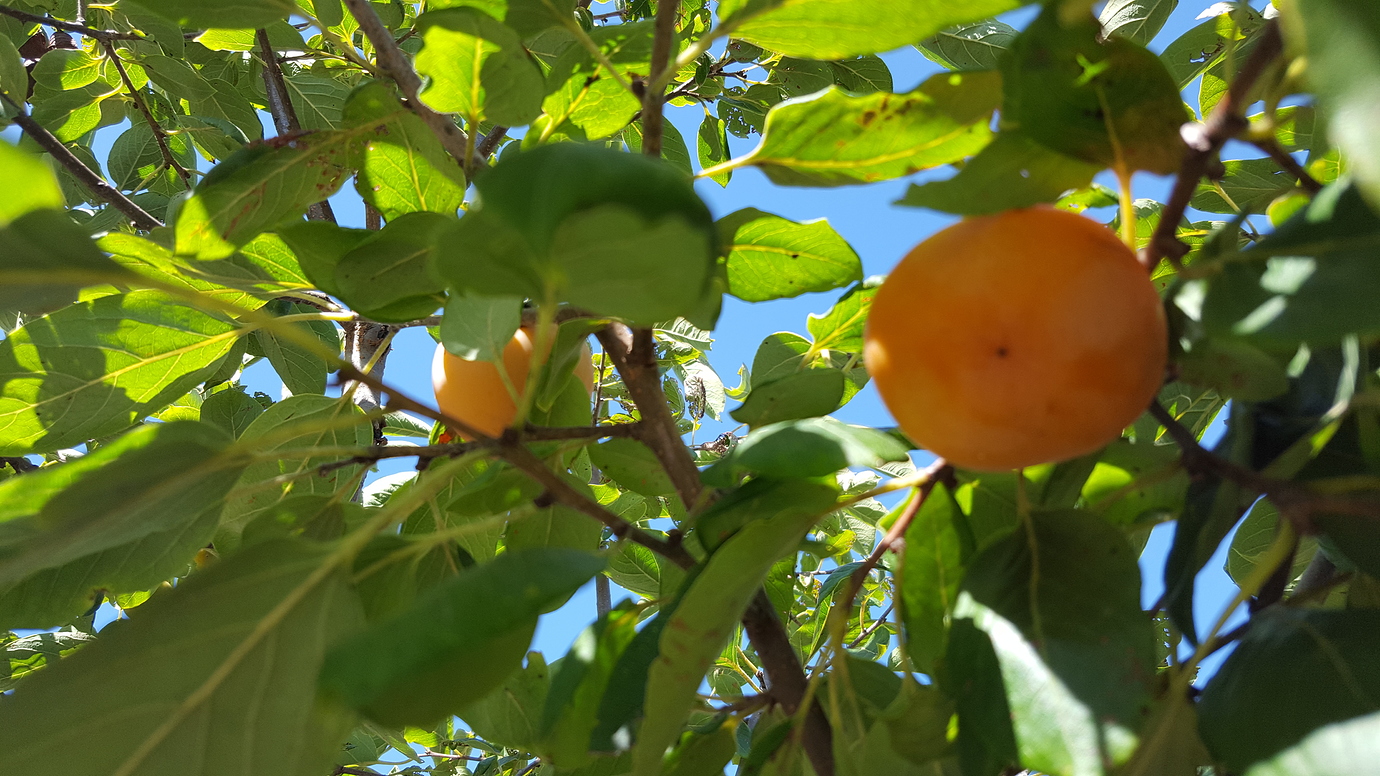 Prok and Yates American persimmons - General Fruit Growing - Growing Fruit