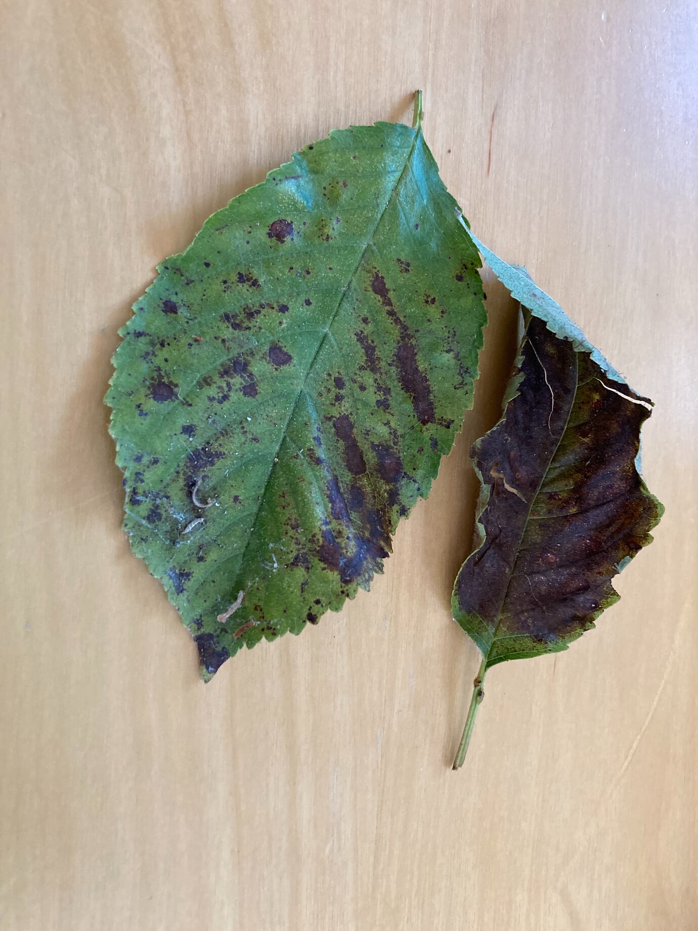 Leaf scorch or Leaf spot on cherry tree? - General Fruit Growing ...