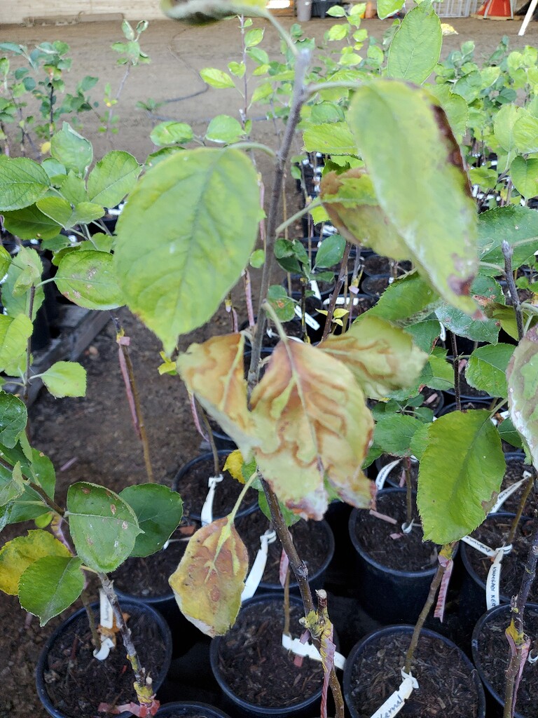 Apple tree withering leaves - General Fruit Growing - Growing Fruit