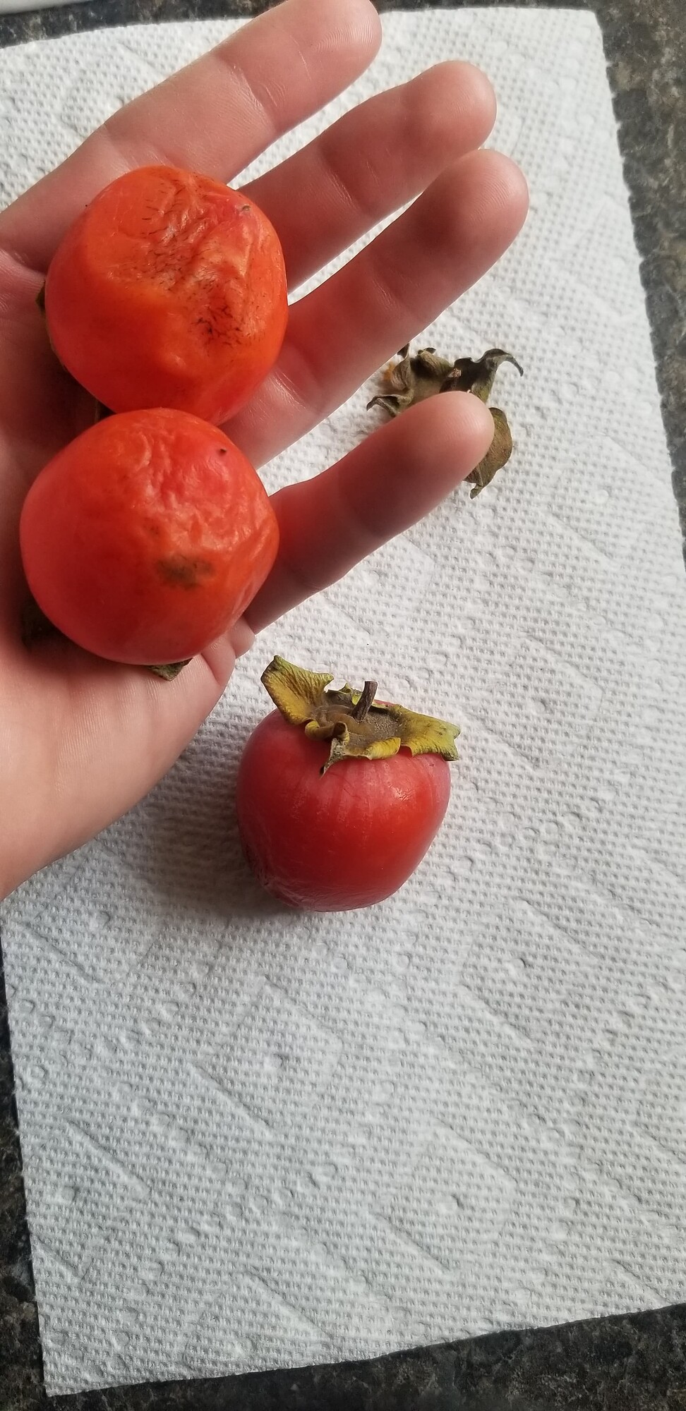 How big is your Kasandra persimmon? - General Fruit Growing - Growing Fruit
