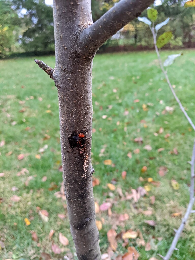 Apple borer/pest identification HELP - General Fruit Growing - Growing ...