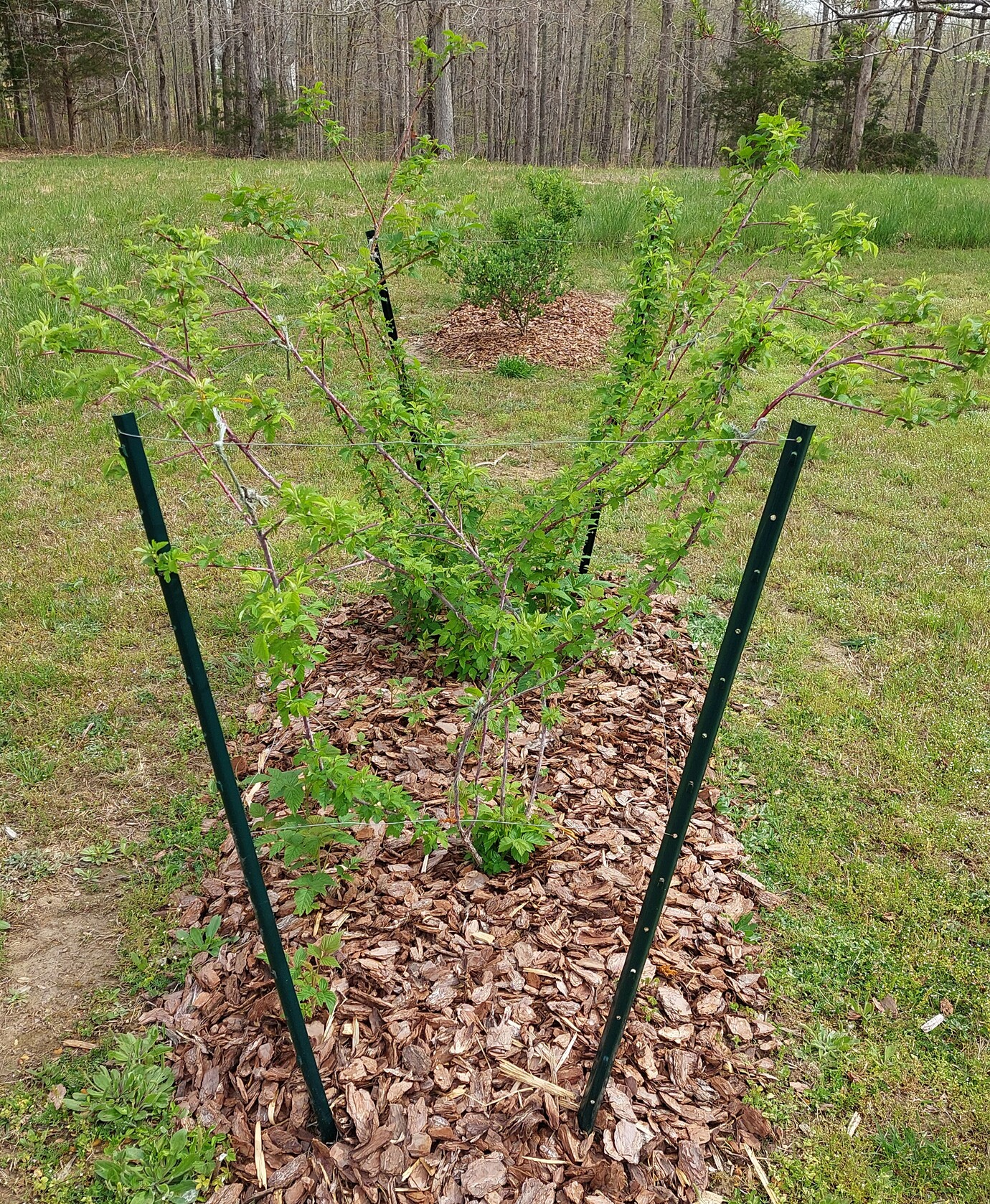 Born Free Thornless Black Raspberry Primocane Or Floricane Fruiting ...