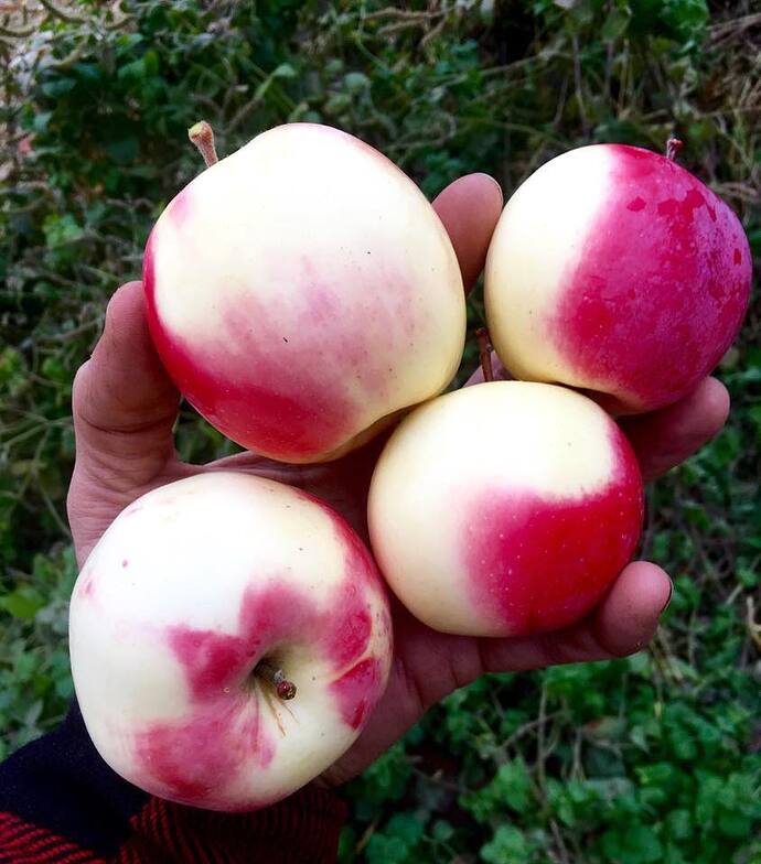 Casimir Holeski apples - General Fruit Growing - Growing Fruit