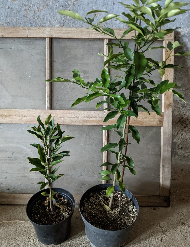 Fukushu kumquat tree - General Fruit Growing - Growing Fruit