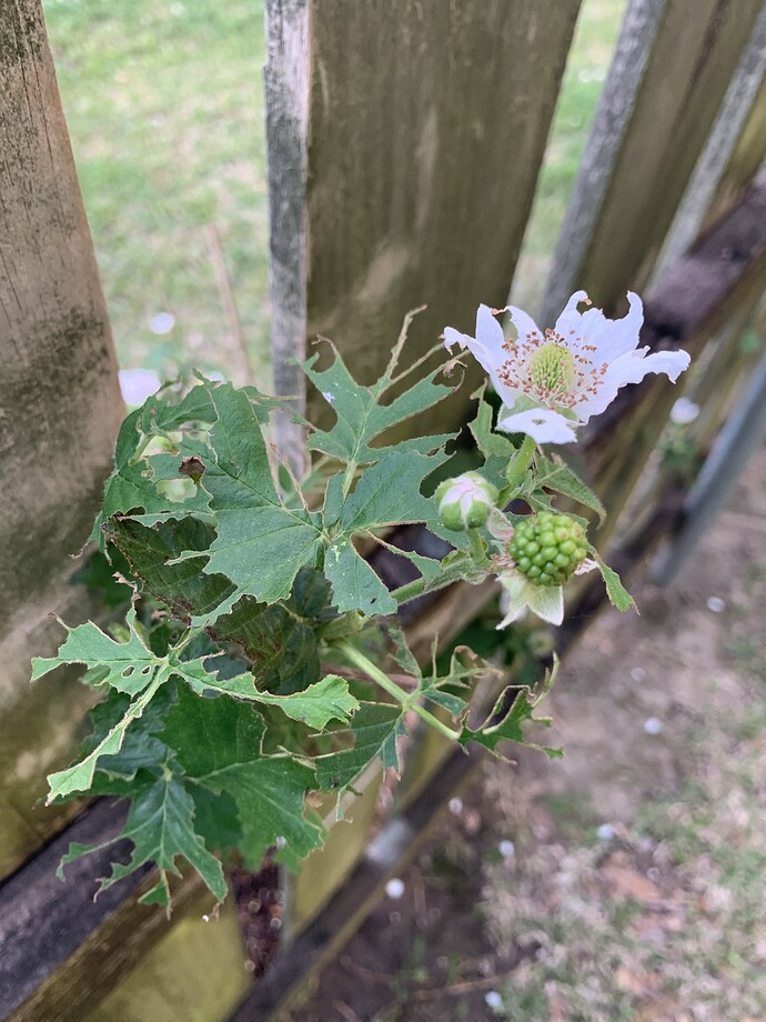 Bag worms eating my blackberry leaves - General Fruit Growing - Growing ...