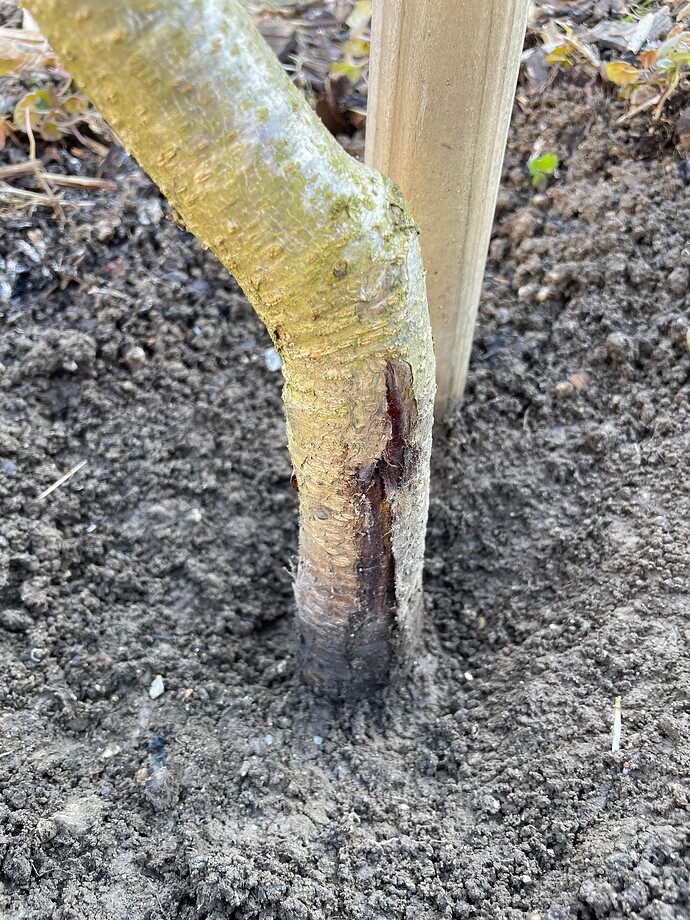 Peach tree rootstock bark disease? - General Fruit Growing - Growing Fruit