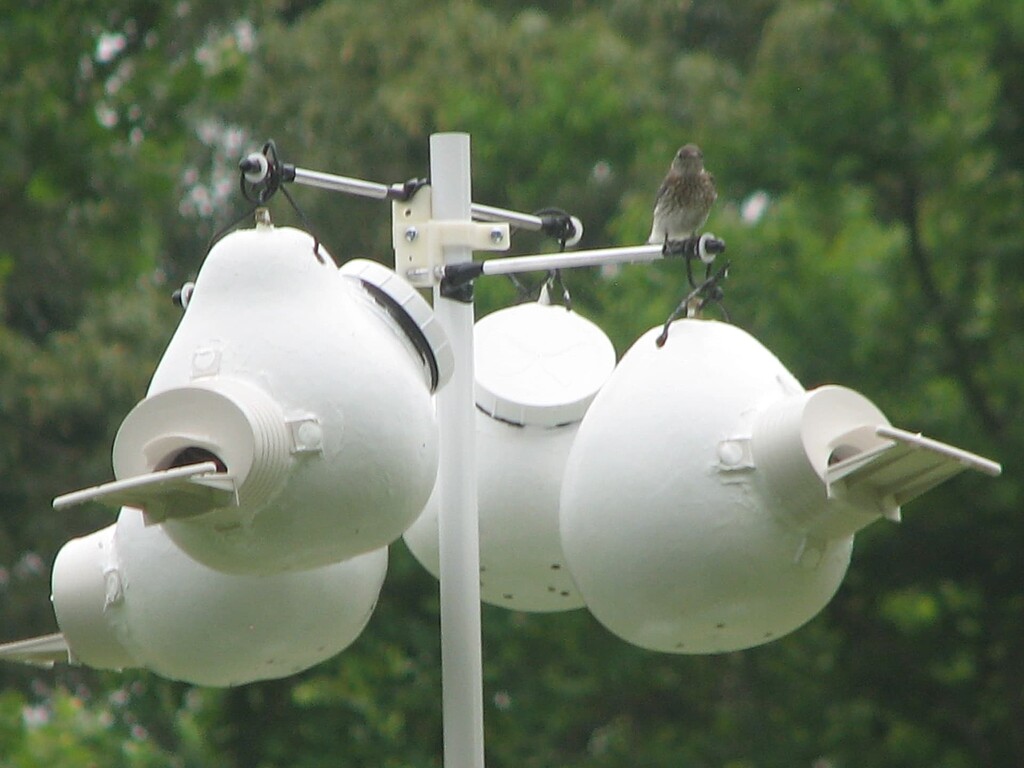 My homemade natural Purple Martin birdhouse gourds - Pictures ...