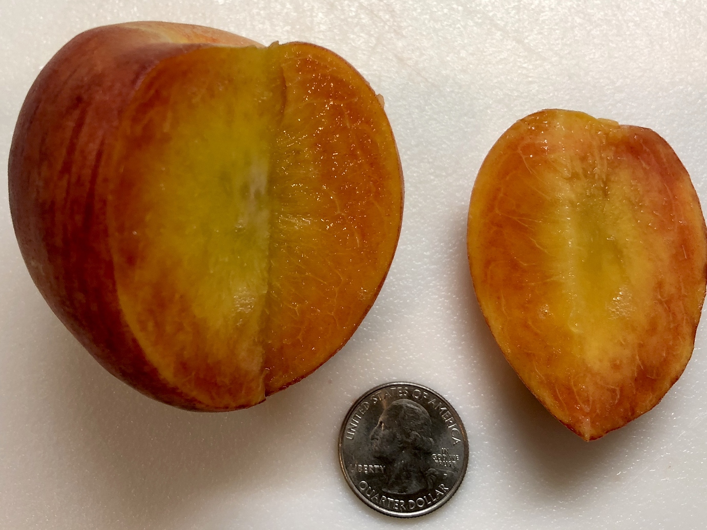 First fruit of the season...my early peaches - Pictures! - Growing Fruit