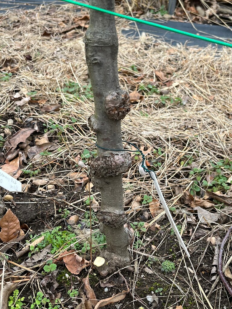 M111 rootstock, burr knots, planting depth - General Fruit Growing ...
