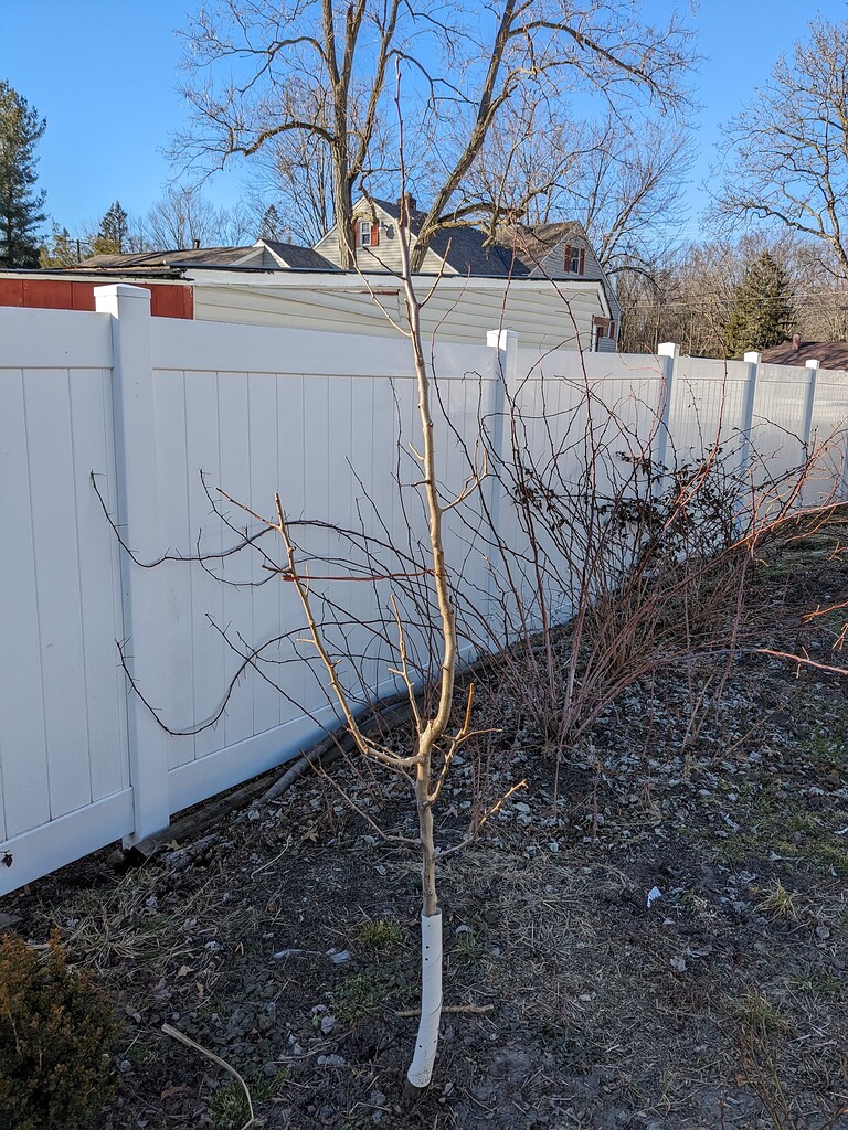 How to Prune This Pear Tree - General Fruit Growing - Growing Fruit