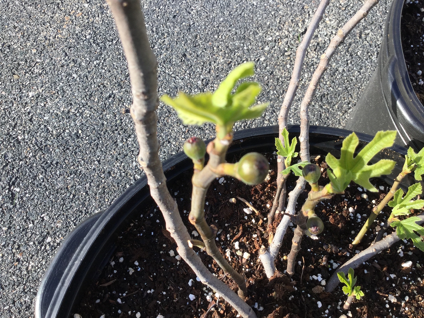 Baby figs, Keep or Remove? - General Fruit Growing - Growing Fruit