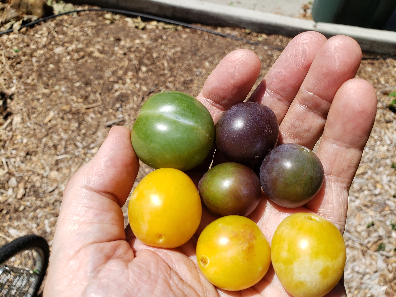 Plum or plum hybrid recommendations? - General Fruit Growing - Growing ...