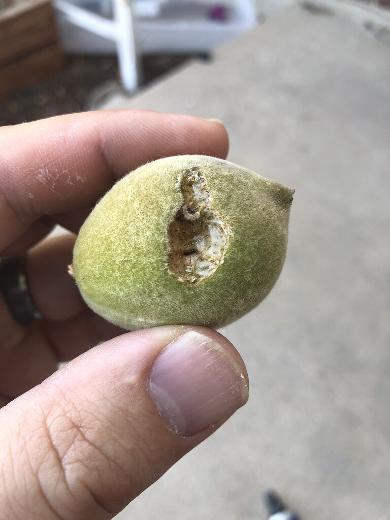 Peach hail damage - General Fruit Growing - Growing Fruit