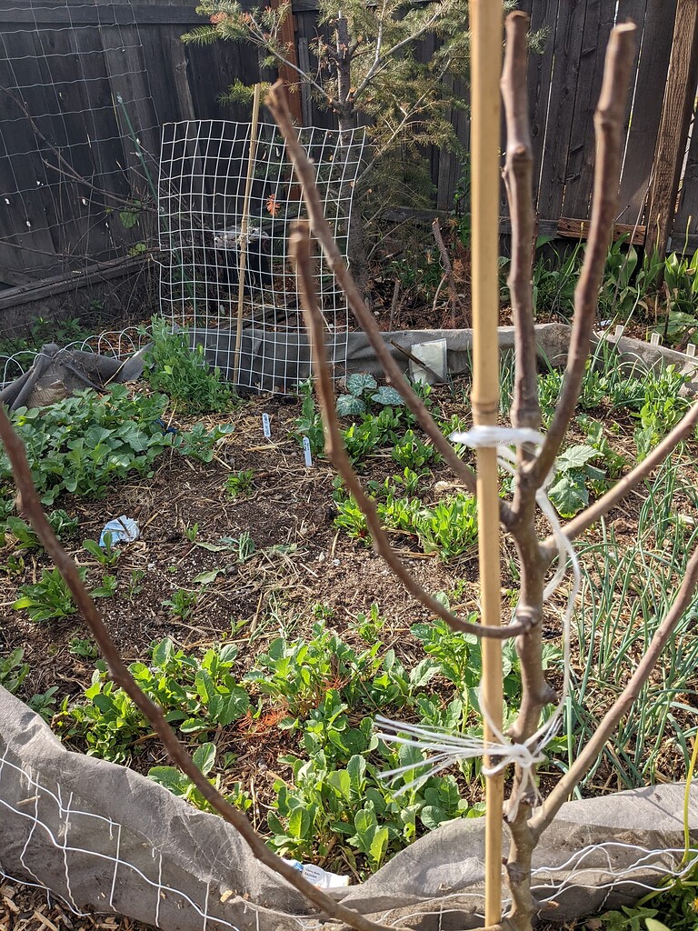 Late dormancy on newly planted bare root harrow delight pear - General ...