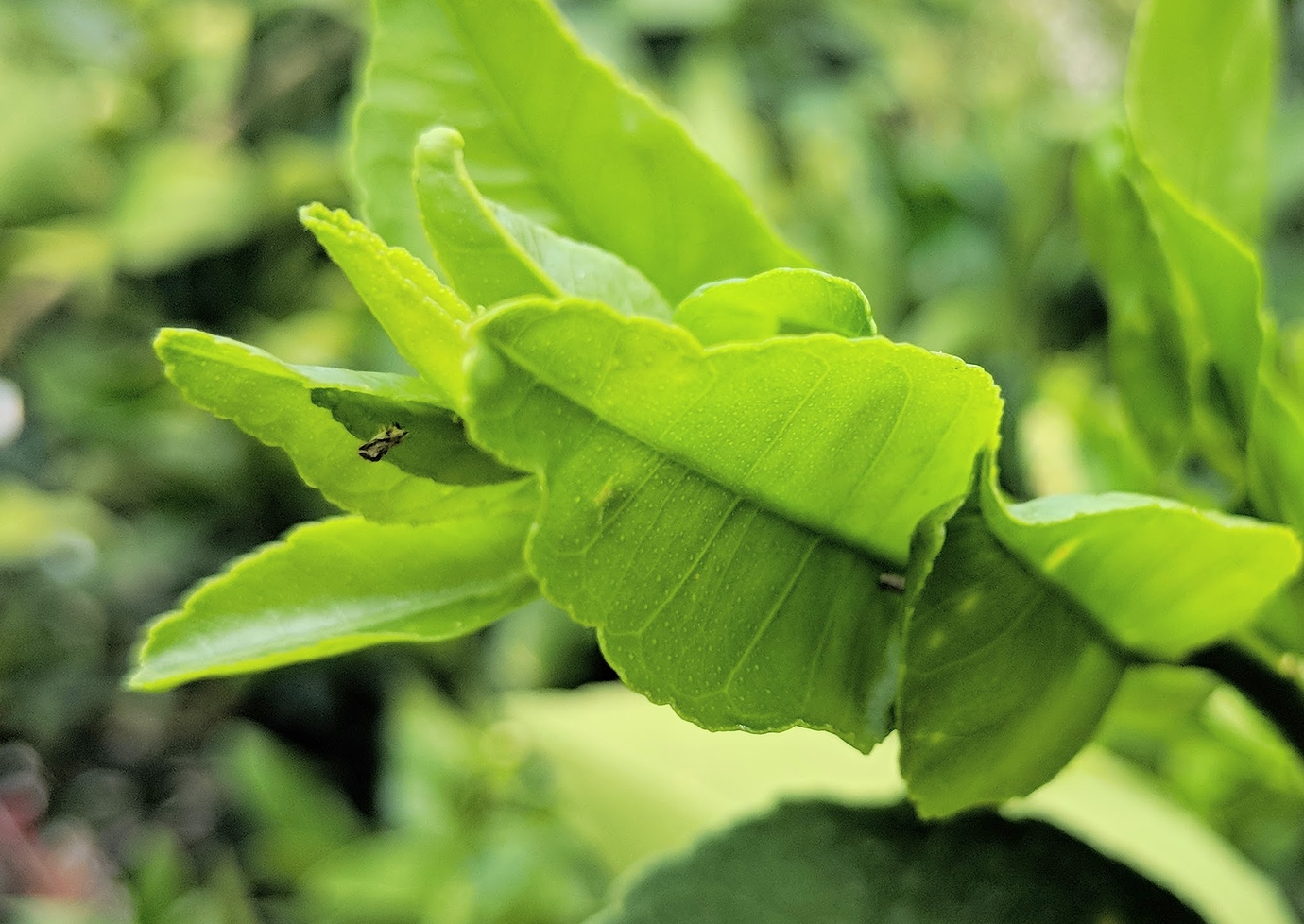 Pathetic trees in Big Box Stores! - General Fruit Growing - Growing Fruit